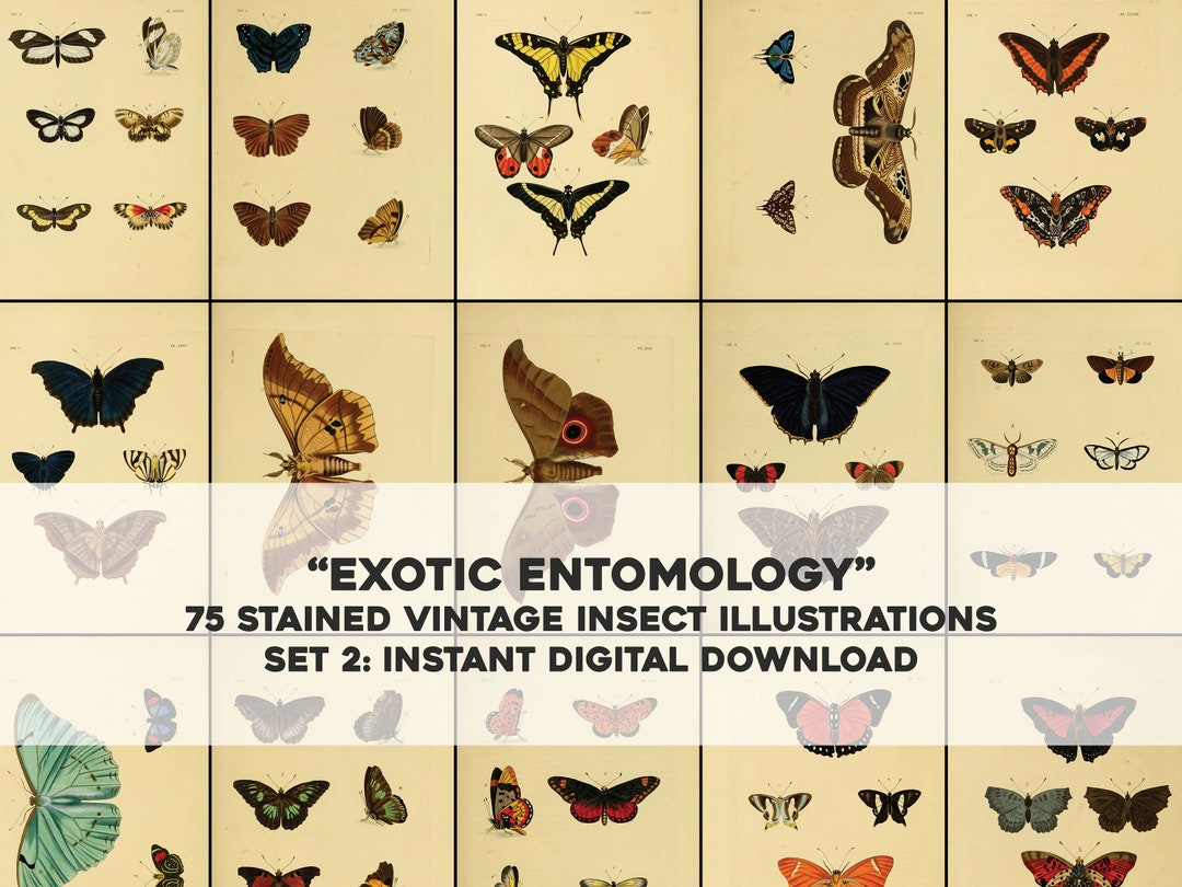 75 Restored Exotic Entomology Insects Illustrations Stained Set 2 | HQ ...