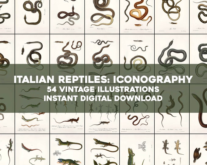 North American Herpetology 73 HD Images V2 | Amphibian Reptile Turtle ...