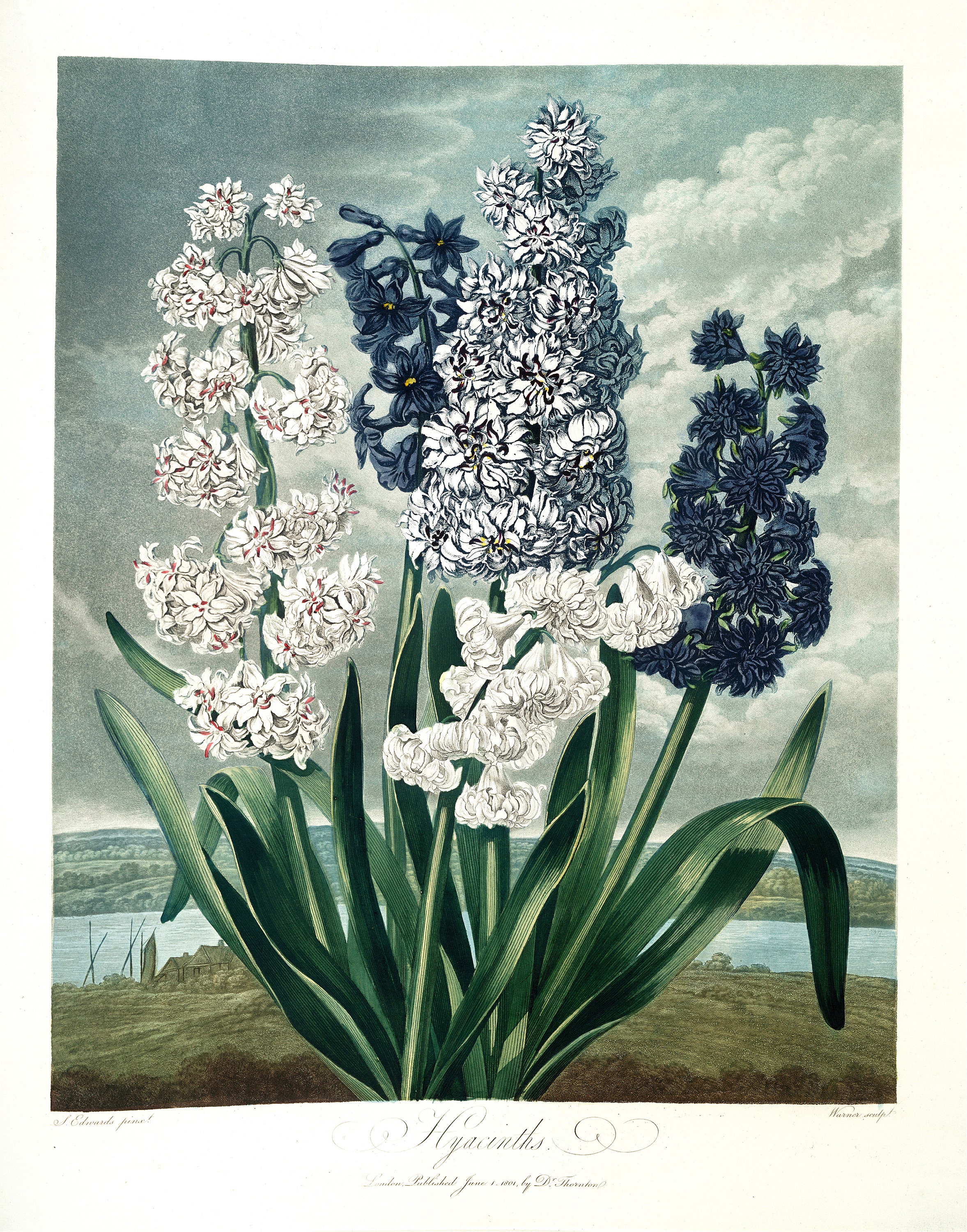 Temple of Flora Vintage Botanical Illustrations Printable Wall Art ...