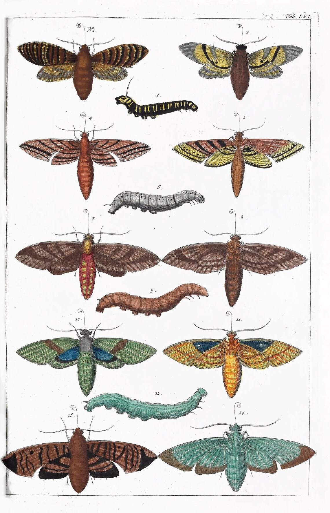 40 Awesome Groups of Moths and Flying Insects Illustrations - Etsy