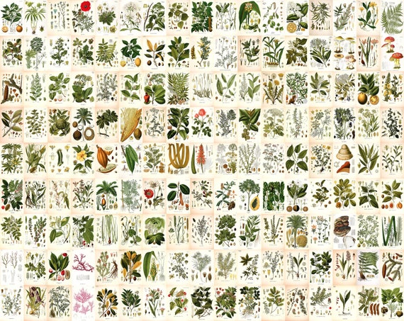 153 Pcs COLLAGE KIT SET 4x6 Kohler's Medicinal - Etsy