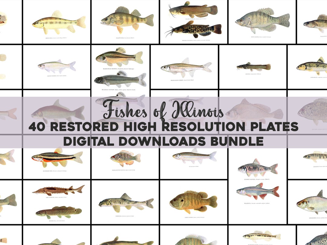 Fish Illustration Plates From Fishes of Illinois Vintage Printable Wall ...