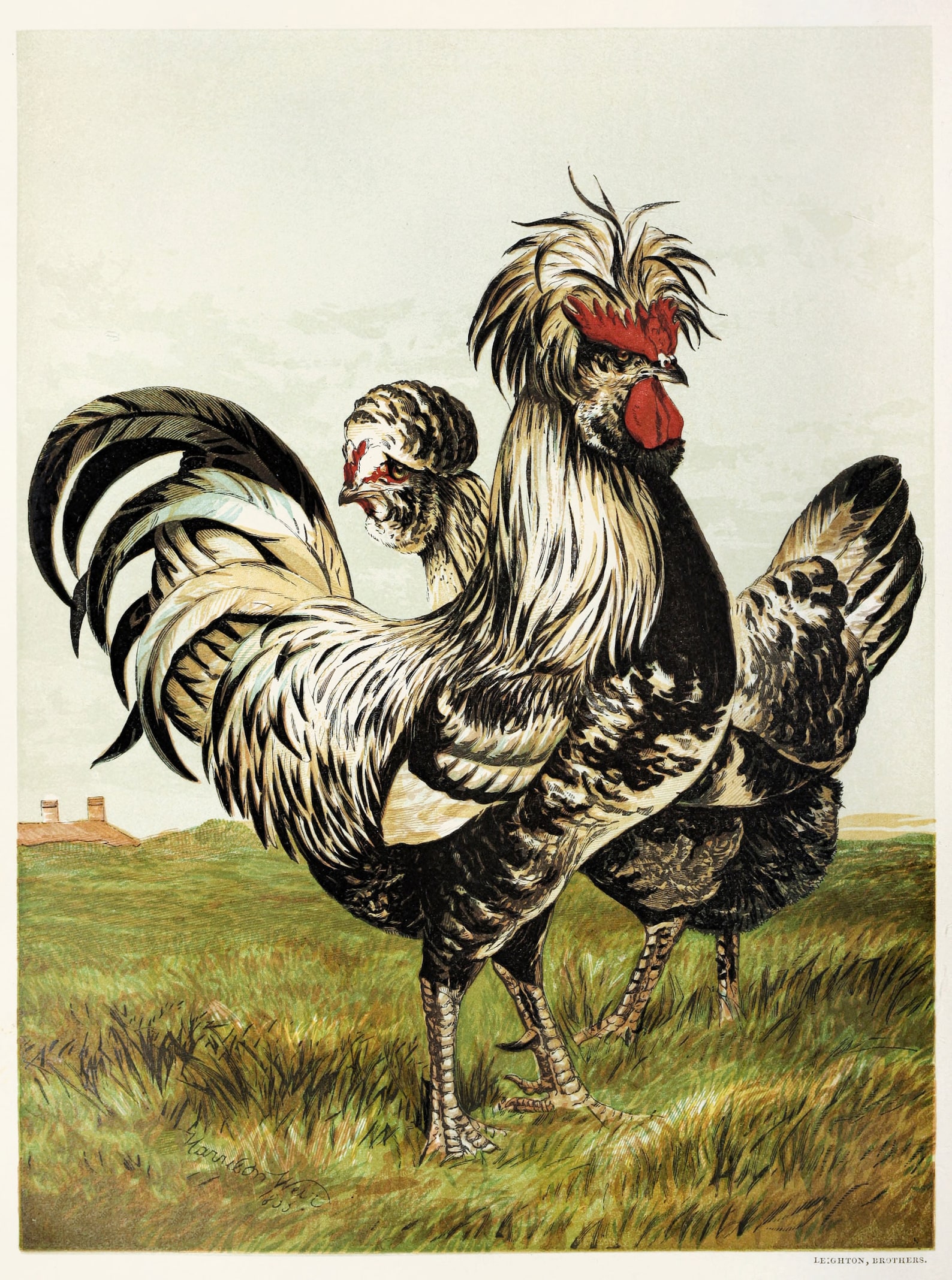 Complete Chicken Rooster Poultry Illustrations Printable Wall Art/high ...