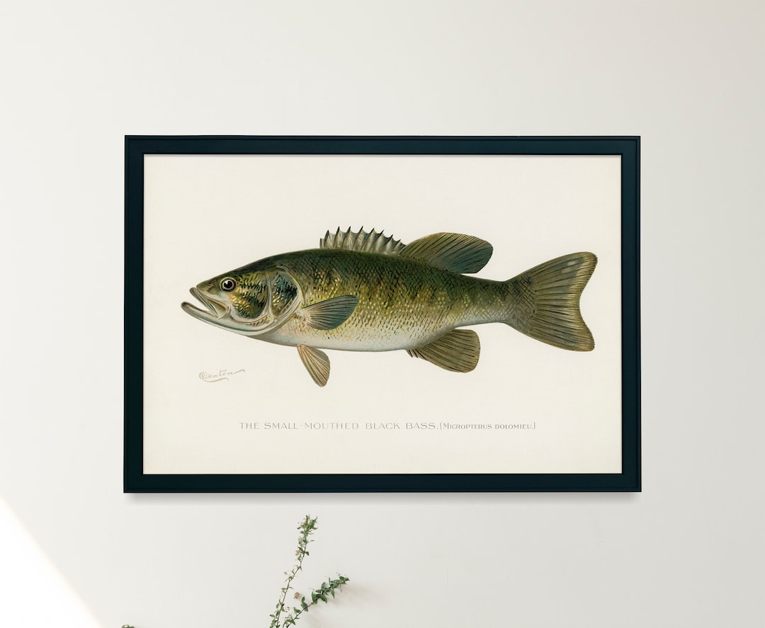 Smallmouth Bass Fish Illustration Print | Single Printable Wall Art ...