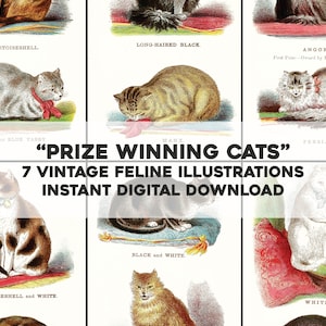 7 Vintage Drawings Prize Winning Cats Illustrations With Names | Image ...