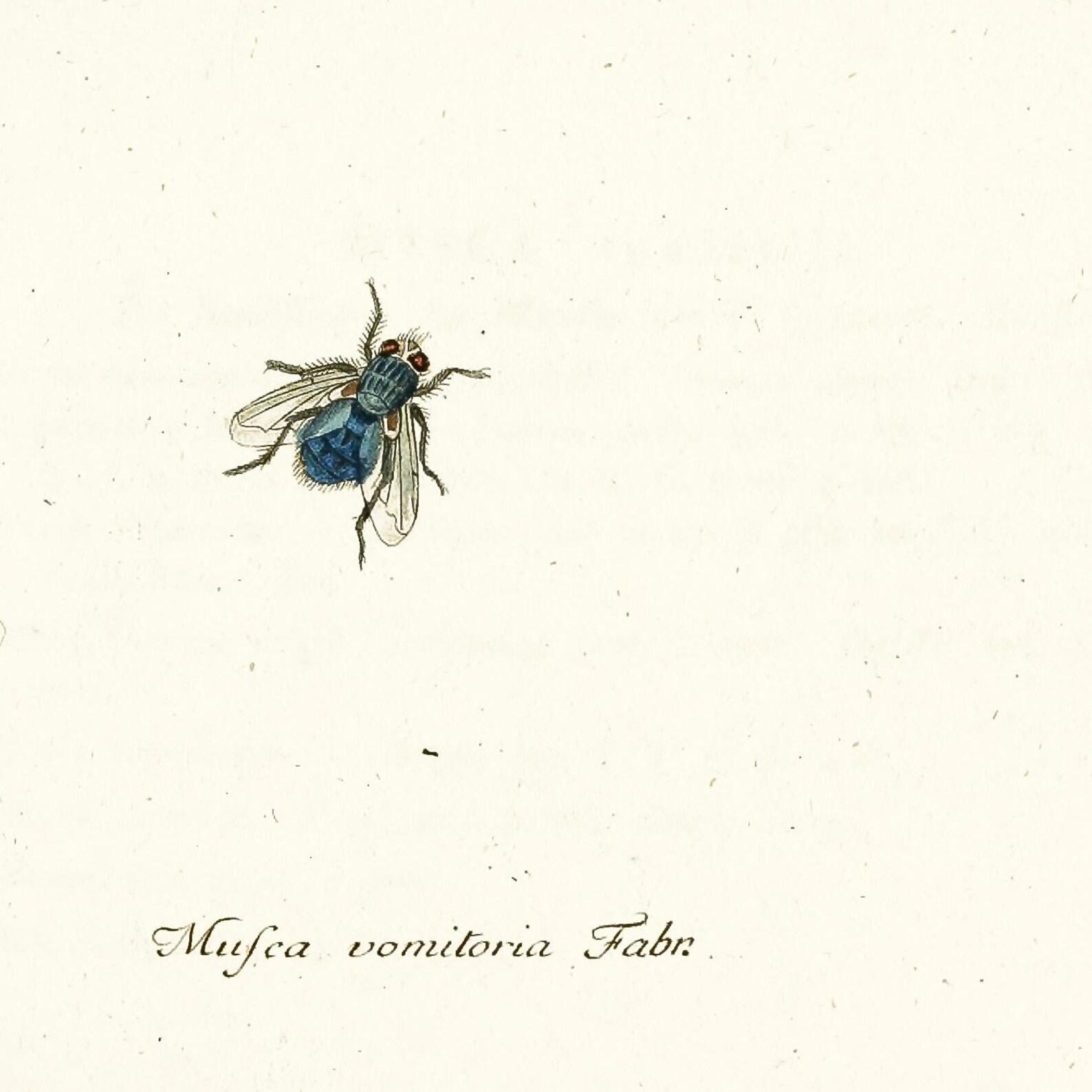 231 Cool Flies Fly Diptera Images Distressed Vintage | Image Bundle ...