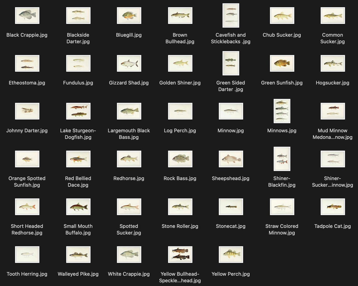 Fish Illustration Plates From Fishes of Illinois Vintage | Etsy