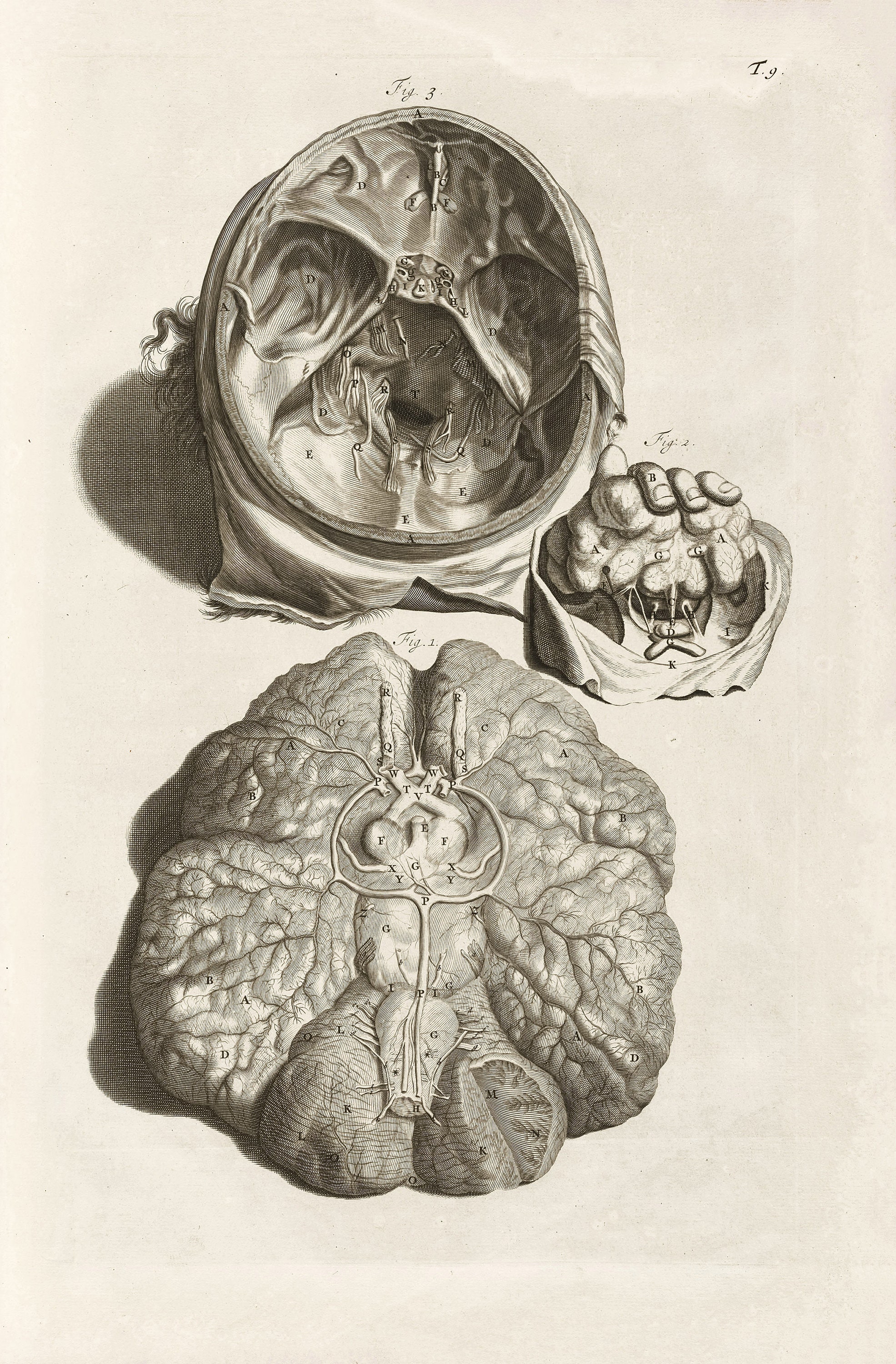 37 Amazing Anatomy of the Human Body After Life Illustrations | Image ...