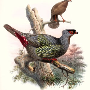 Gorgeous Pheasant Family Lithographs Vol 2 High Resolution Image ...