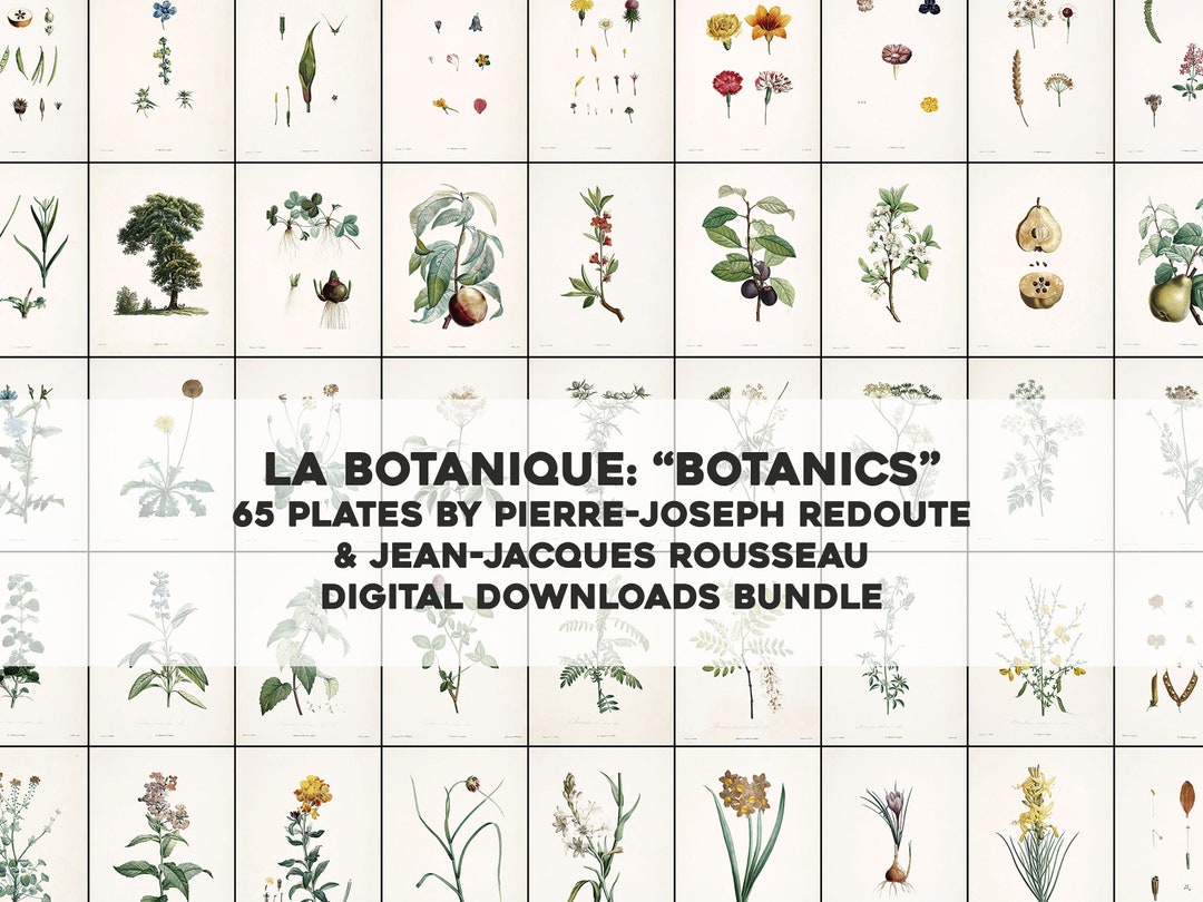 65 Gorgeous Botanique Flower Illustrations Redoute | Restored HQ Image ...