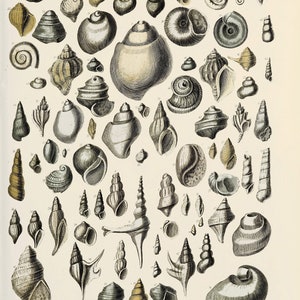 38 Fossil Conchology Shell Illustrations Natural History | Image Bundle ...