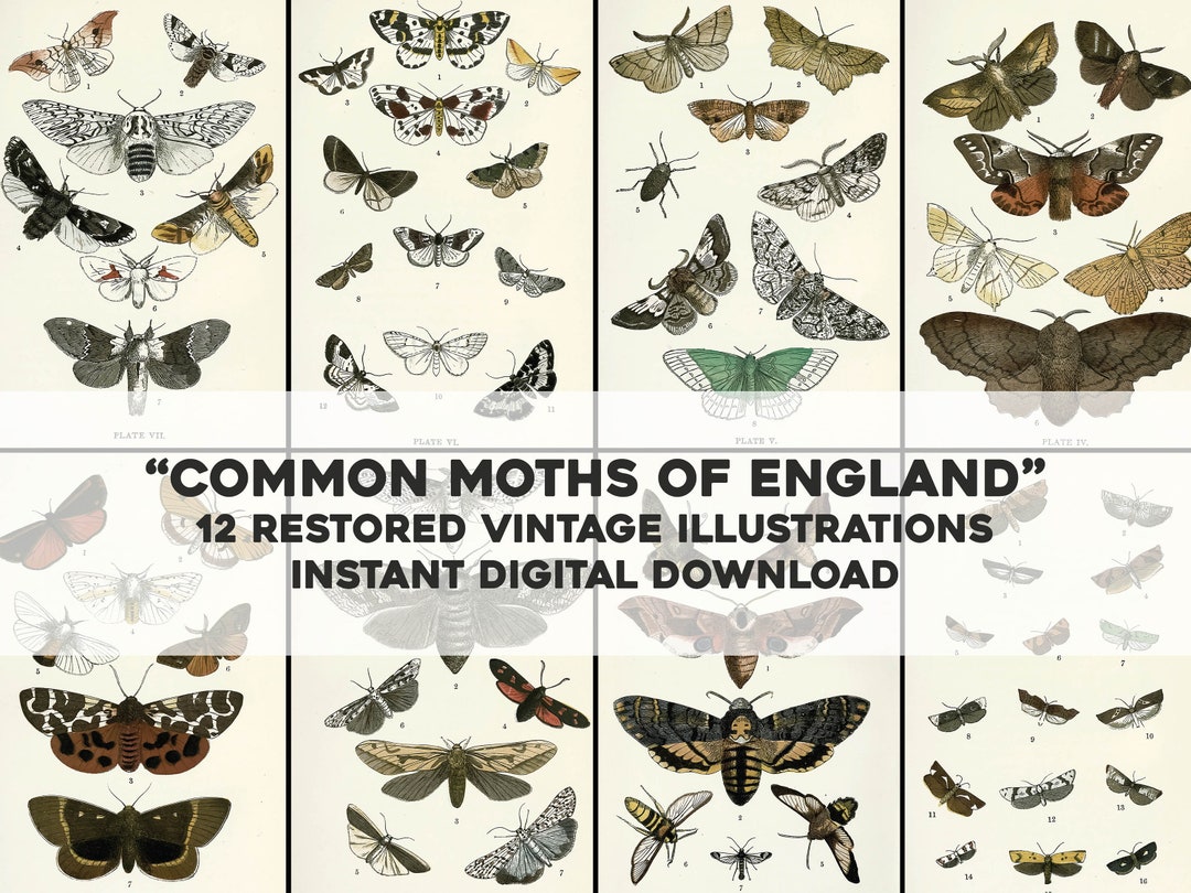 Common Moths of England 12 Images | Vintage Restored Image Bundle ...
