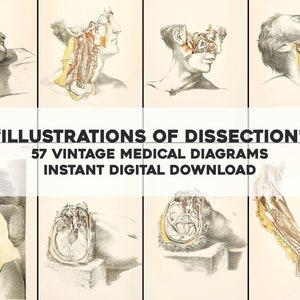 57 Human Anatomical Illustrations Biology Physiology Medical Dissect ...