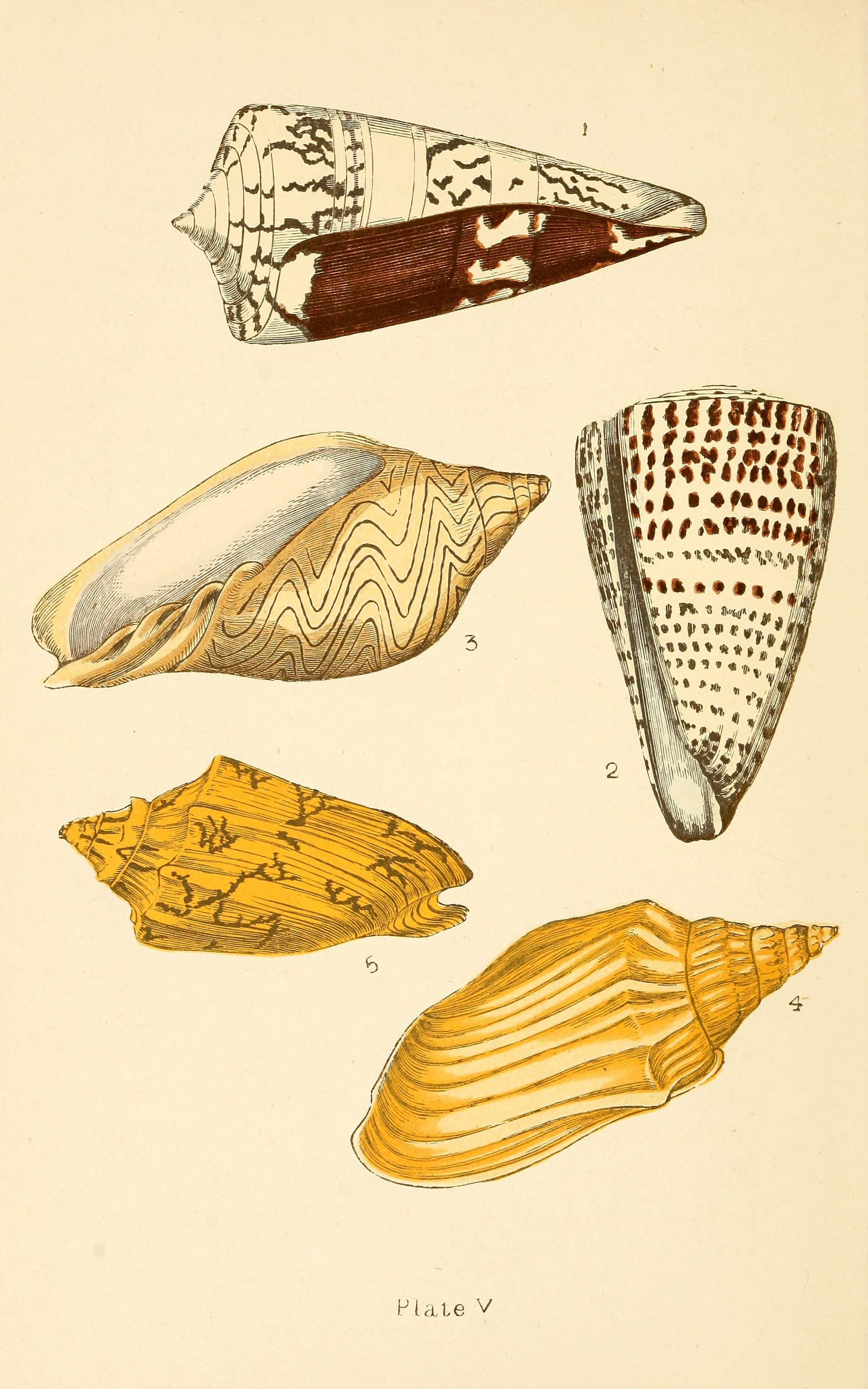 8 Shell Illustrations From Beautiful Shells Vintage Image - Etsy