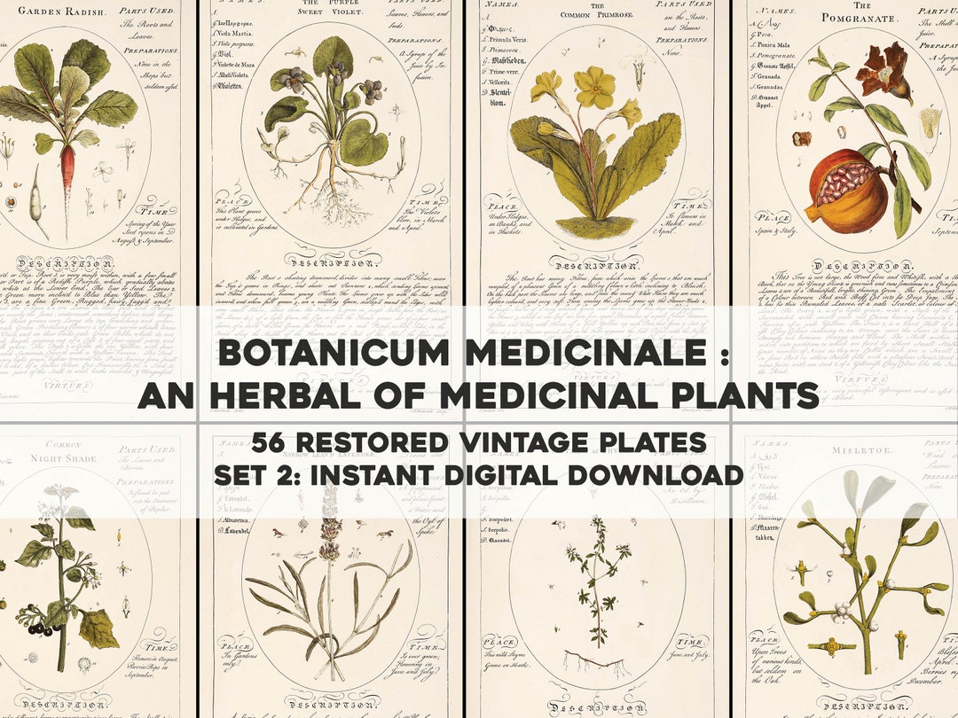 56 Gorgeous Botanicum Medicinale Illustrations Description and Uses ...