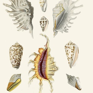 30 Vintage Shell Illustrations Plate Printable Wall Art Bundle Conch ...