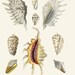 30 Vintage Shell Illustrations Plate Printable Wall Art Bundle Conch ...