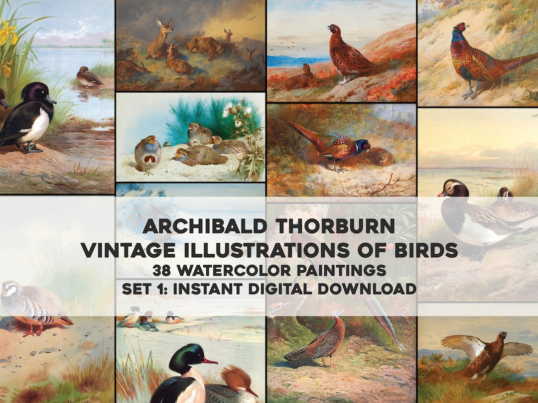 38 Amazing Illustrations Ducks Waterfowl Game & Prey Birds | HQ Image ...