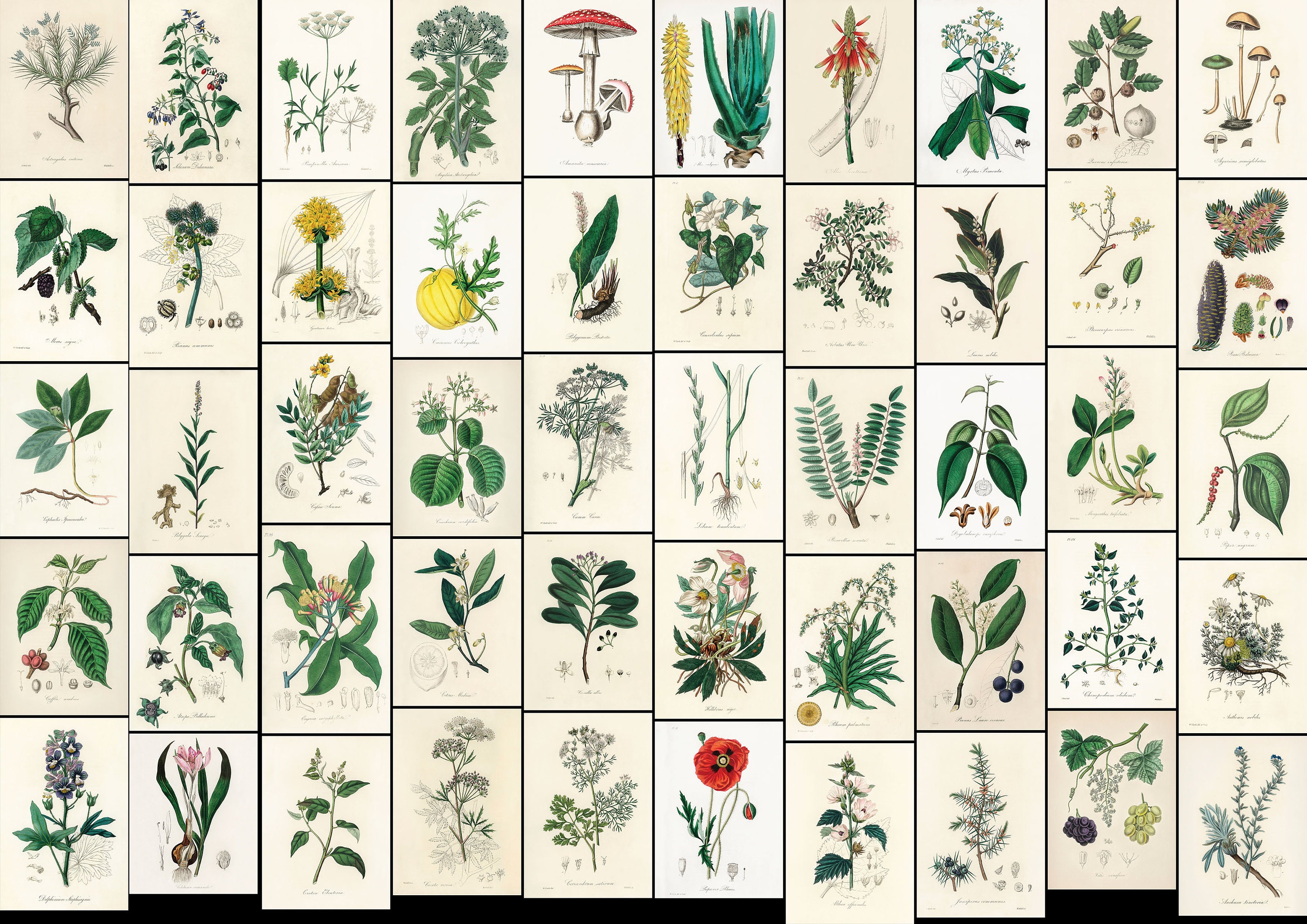 Set 1 Medical Botany 52 Plates High Resolution Image Bundle | Printable ...
