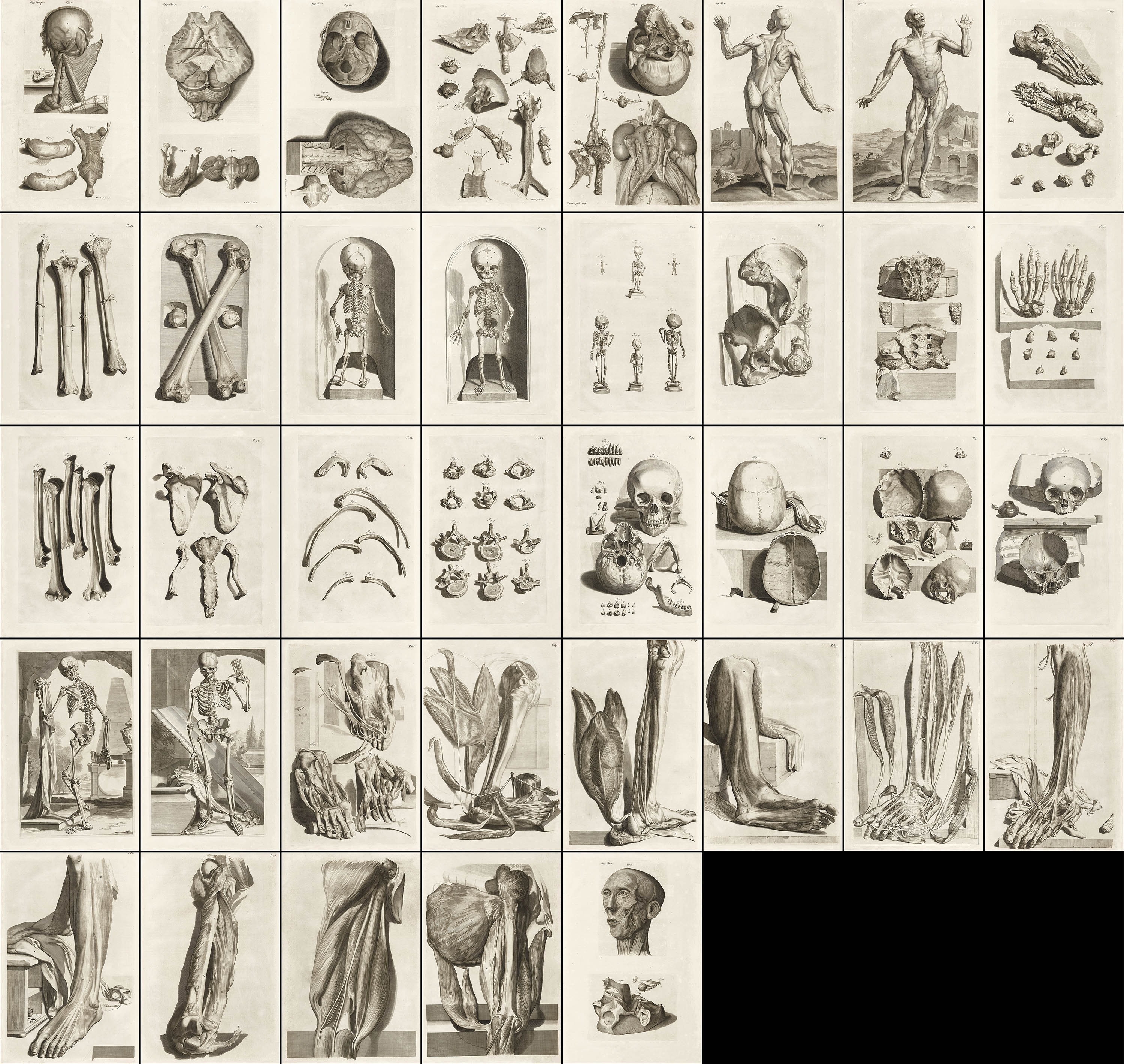 37 Amazing Anatomy of the Human Body After Life Illustrations - Etsy