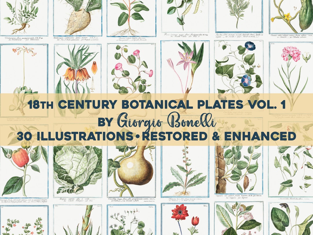 18th Cent. Vintage Botanical Illustrations Vol. 1 Printable Wall Art ...