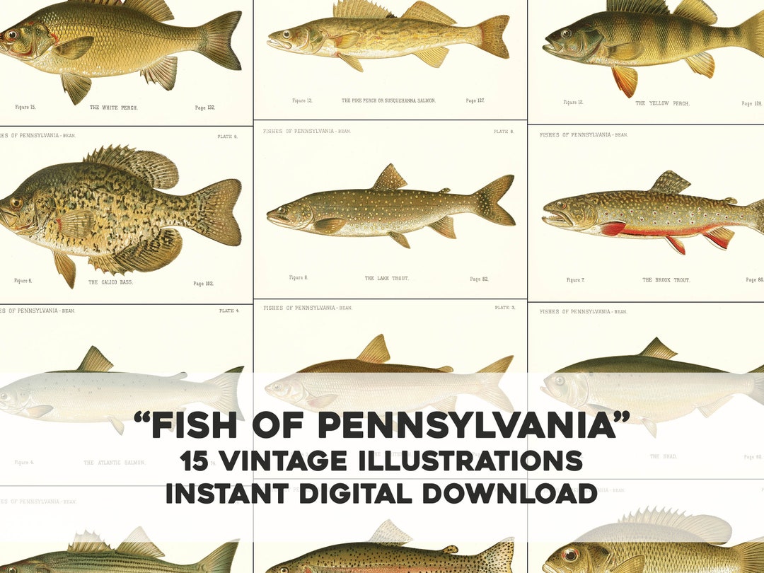 15 Fish of Pennsylvania Whitened Illustration Plates | Image Bundle ...