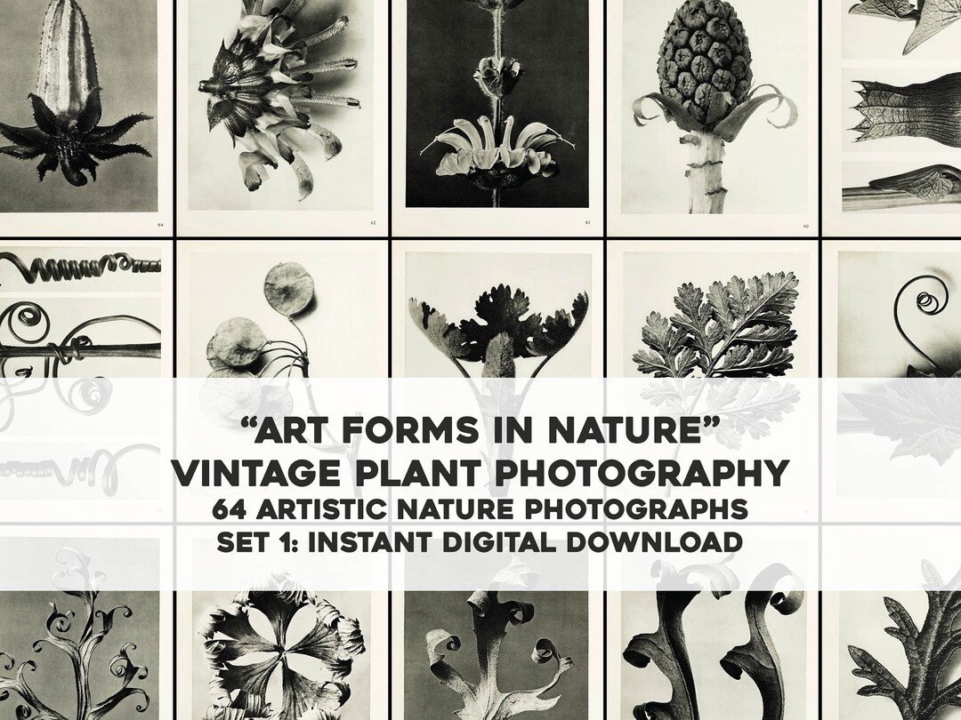 Art Forms in Nature Set 1 | 64 Vintage Black & White Plant Photographs ...