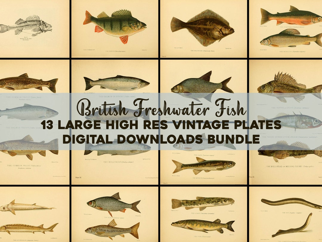 Fish Illustration Plates From British Freshwater Fishes Vintage ...