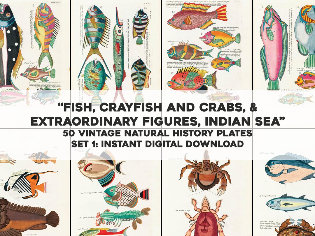 Rare Indian Sea Fish Natural History Plates Set 1 | 50 Vintage Images ...