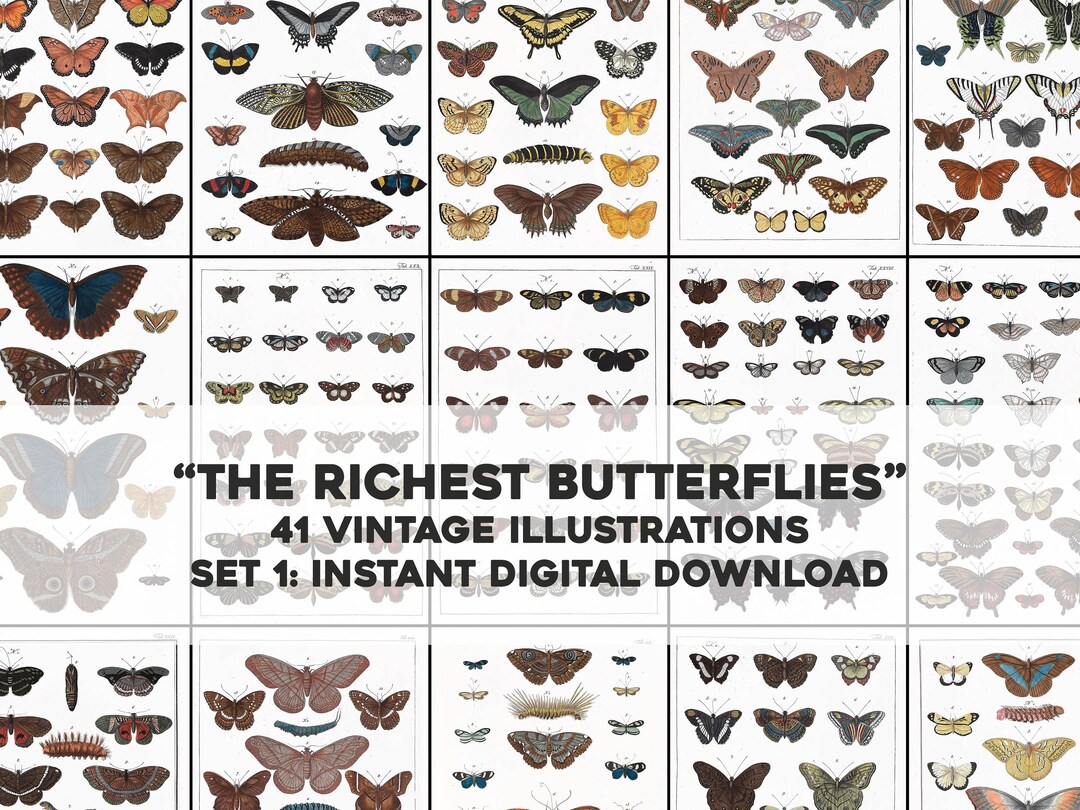 41 Awesome Groups of Butterflies Moths Illustrations | Image Bundle ...