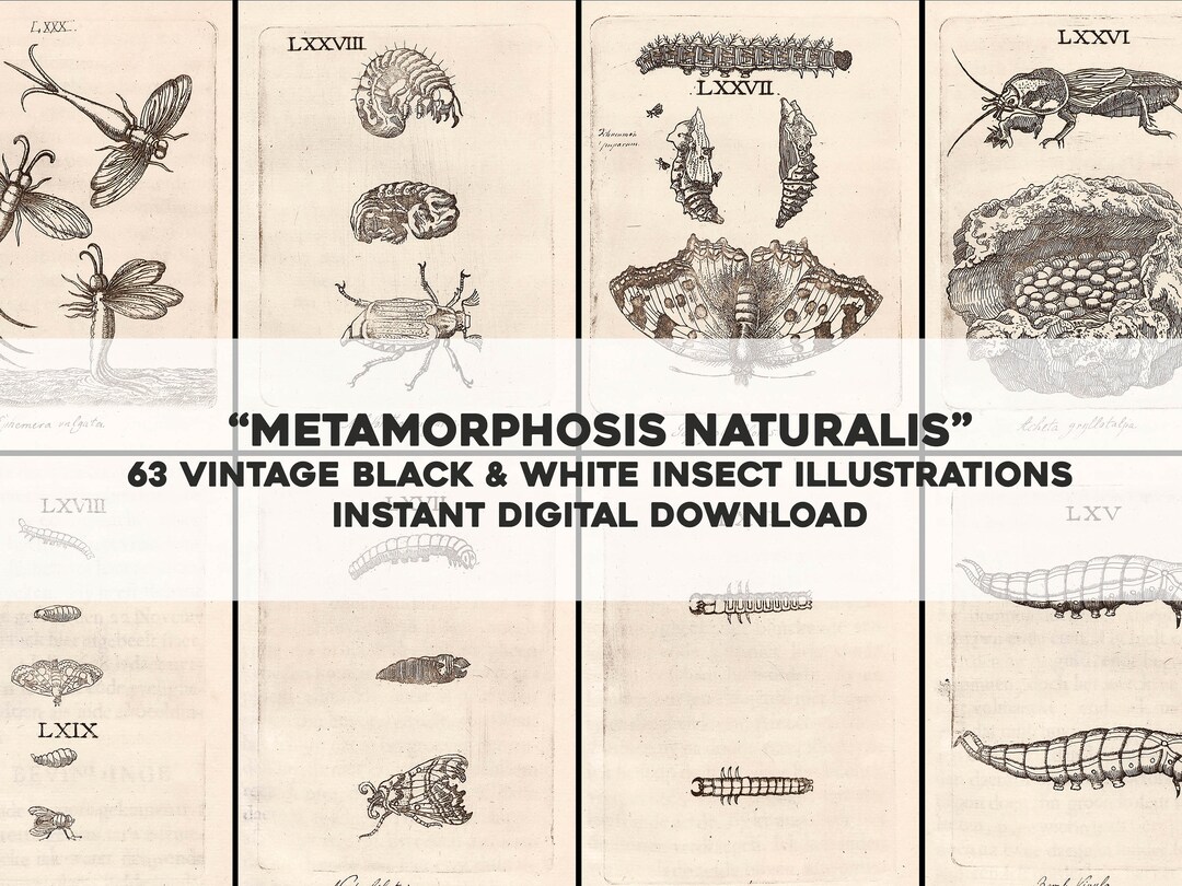 63 Black & White Stained Images From Natural Metamorphosis Set 1 ...