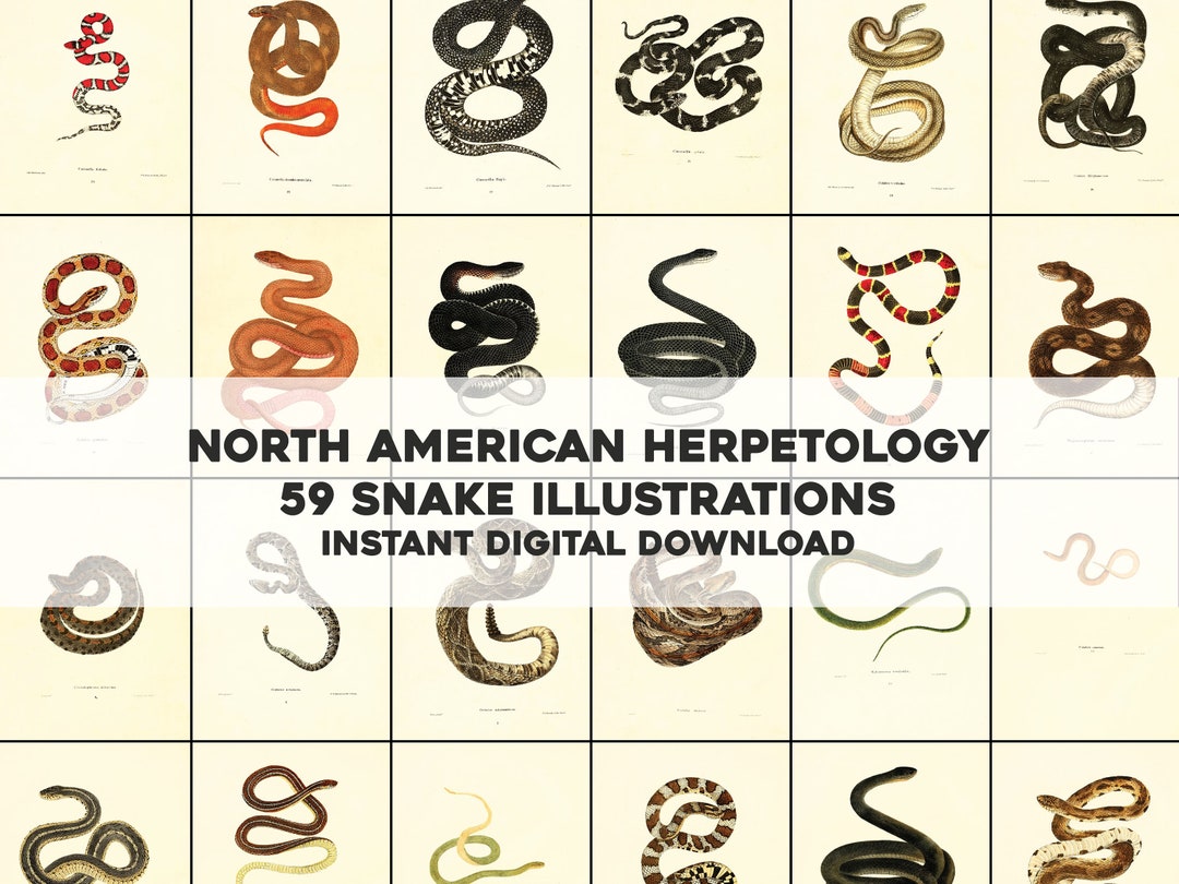 59 Snakes North American Herpetology Illustrations | HQ Image Bundle ...
