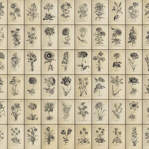 The Florist Black & White Botanical Illustrations | 60 Stained Vintage ...