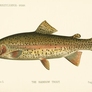 15 Fish of Pennsylvania Whitened Illustration Plates | Image Bundle ...