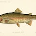 15 Fish of Pennsylvania Whitened Illustration Plates | Image Bundle ...