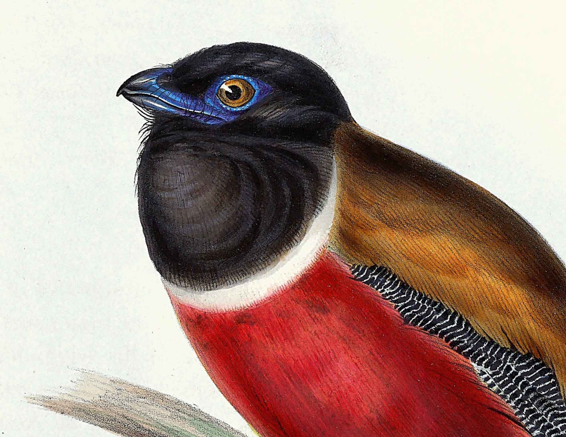 Trogon Bird Illustrations High Resolution Image/printable Wall Art ...
