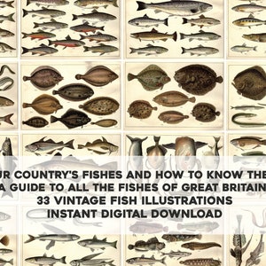 Fish of Great Britain | 33 Vintage Images Bundle | Crafting Supplies ...