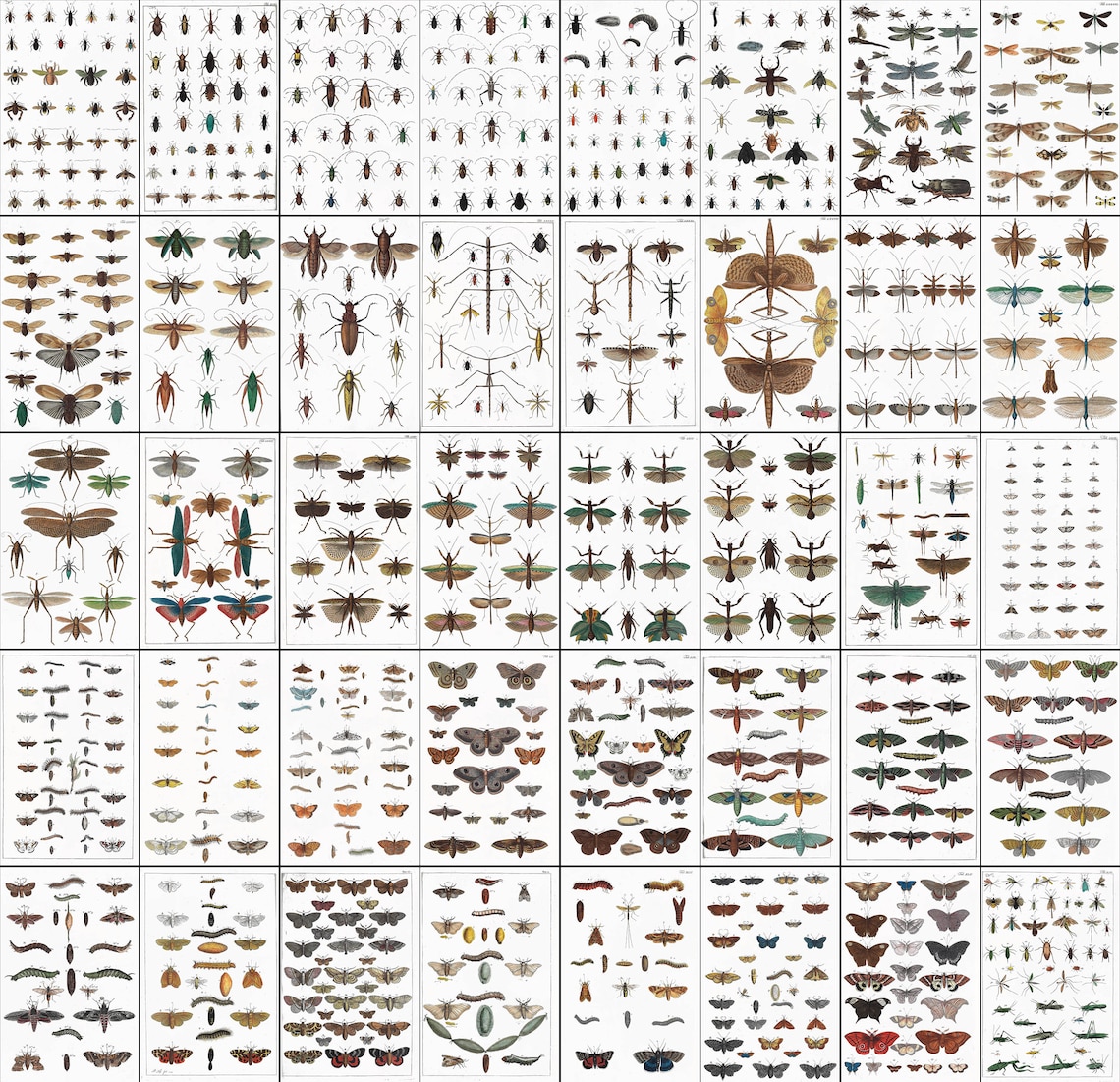 40 Awesome Groups of Moths and Flying Insects Illustrations | Image ...