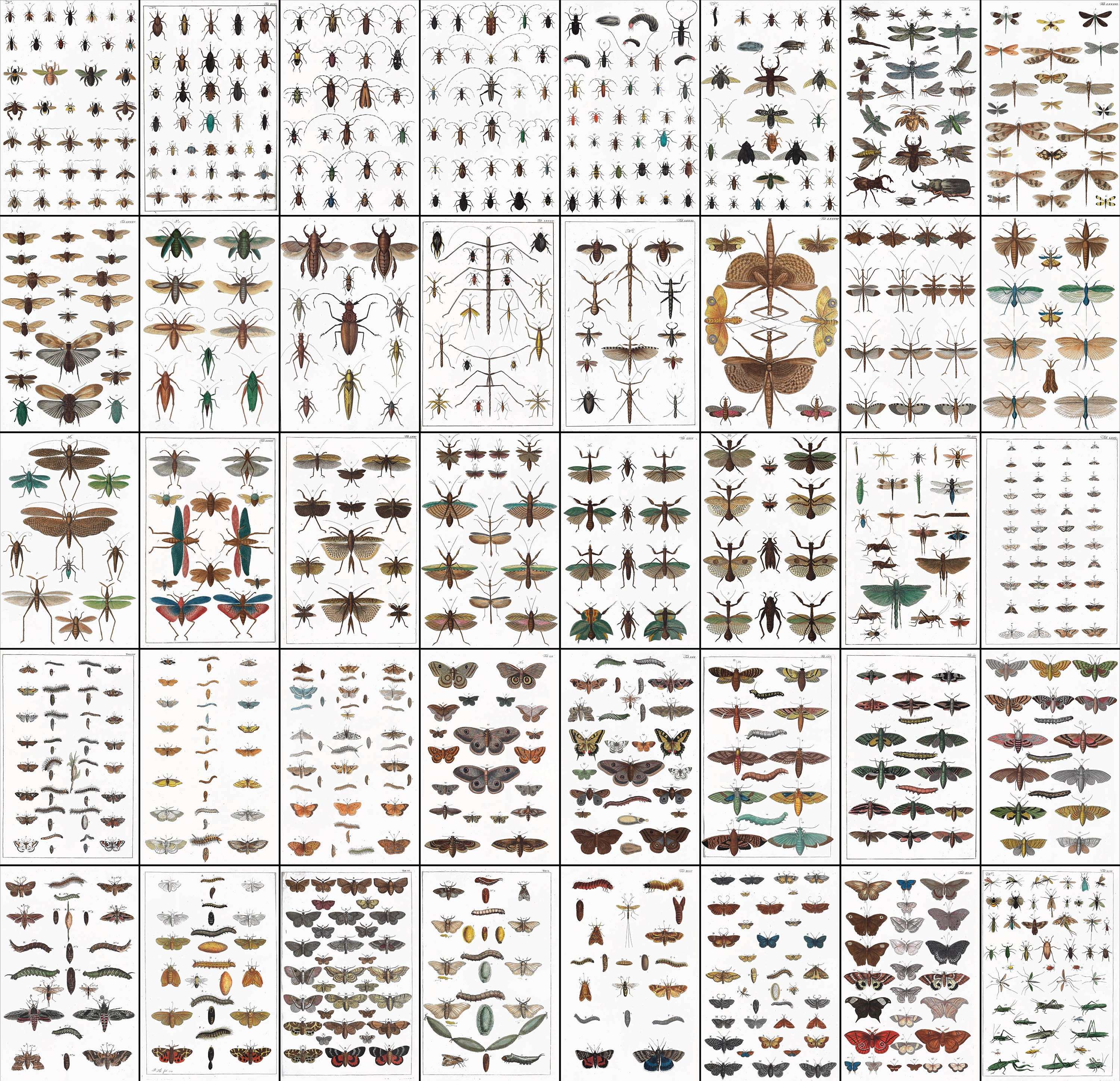 40 Awesome Groups of Moths and Flying Insects Illustrations | Image ...