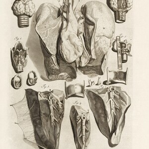 37 Amazing Anatomy of the Human Body After Life Illustrations | Image ...