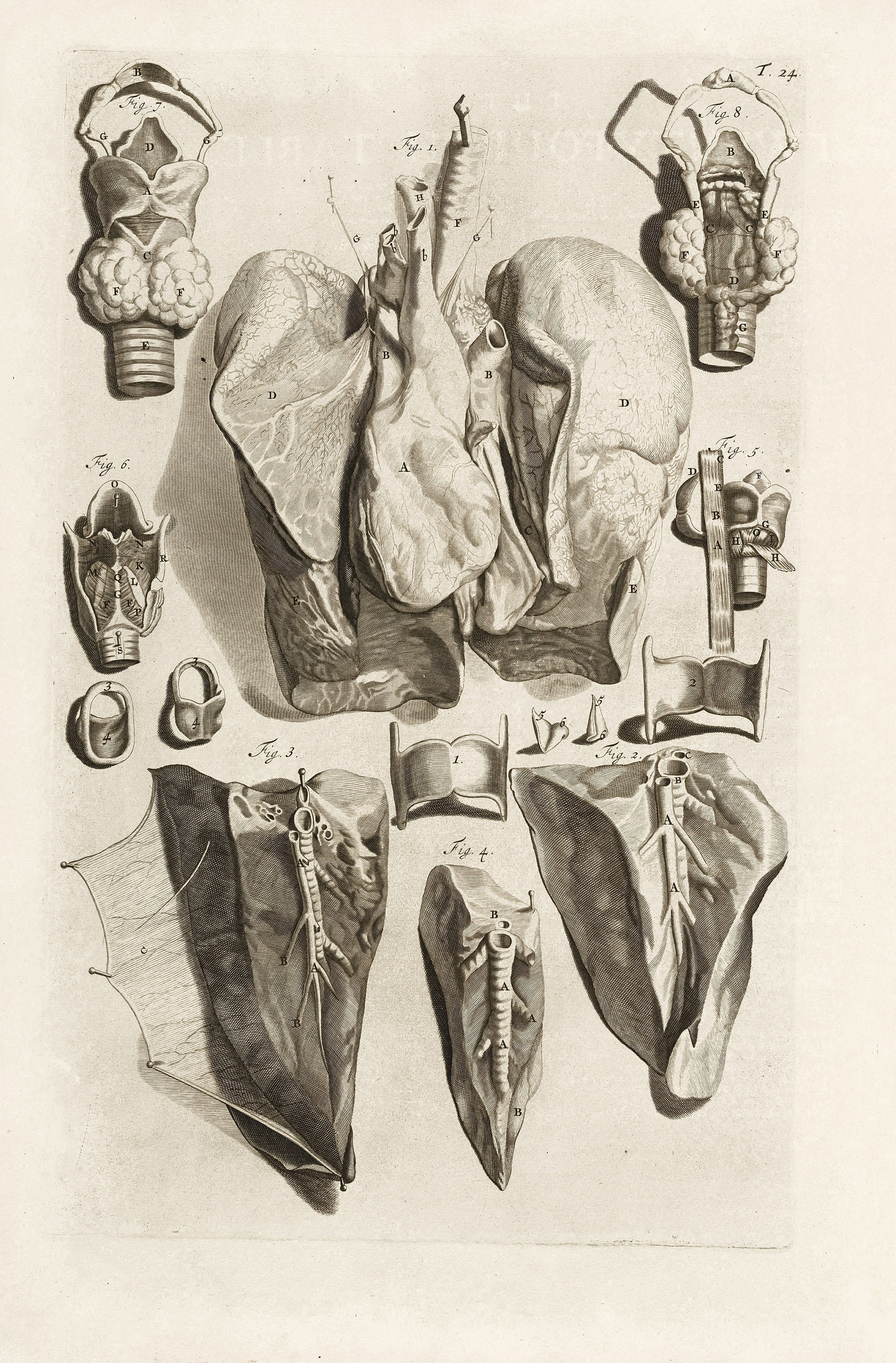 37 Amazing Anatomy of the Human Body After Life Illustrations - Etsy