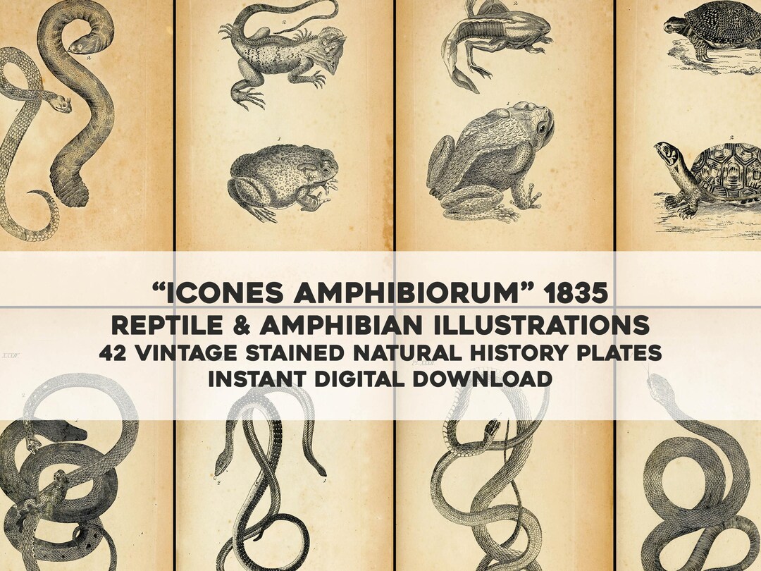 42 Amphibian & Reptile Natural History Illustrations | Vintage Stained ...