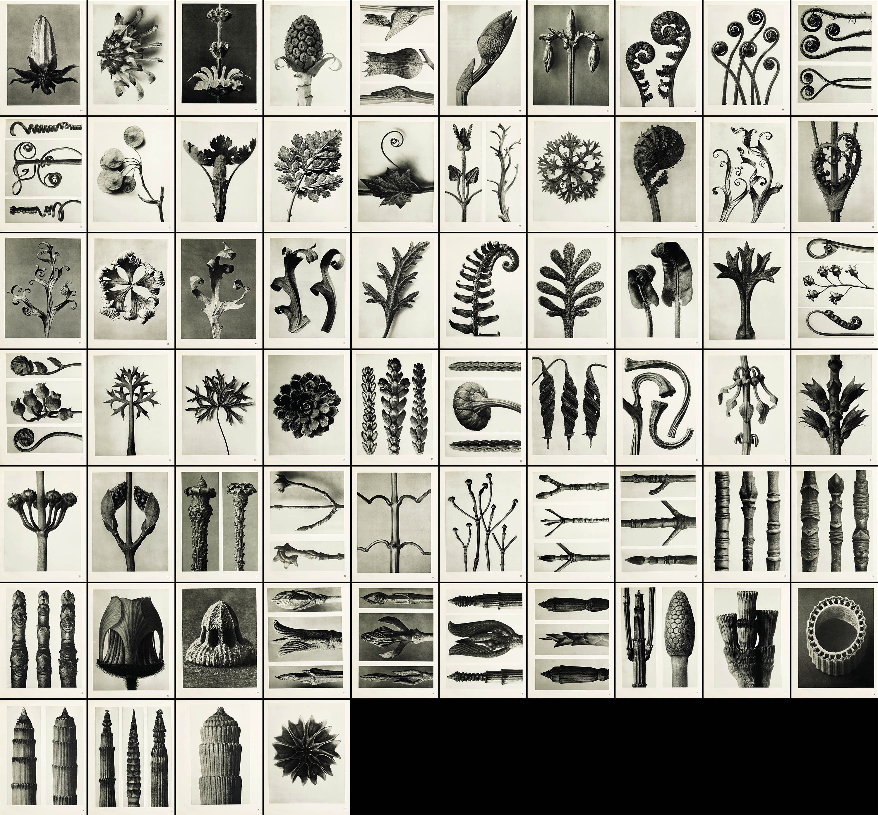 Art Forms in Nature Set 1 | 64 Vintage Black & White Plant Photographs ...