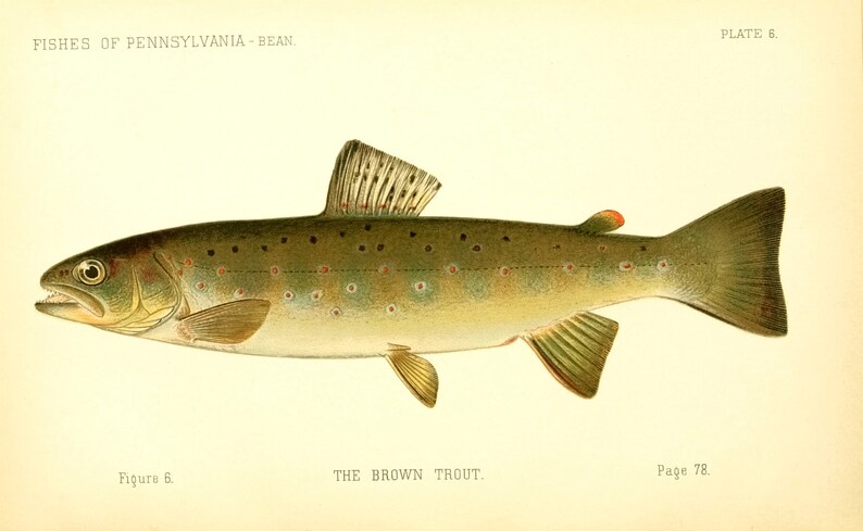 Fish Illustration Plates From Fishes of Pennsylvania Vintage Printable ...