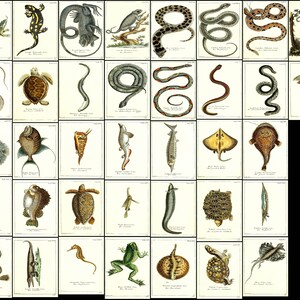 Amphibians Reptiles & Fish Illustration Plates Vintage Printable Wall ...