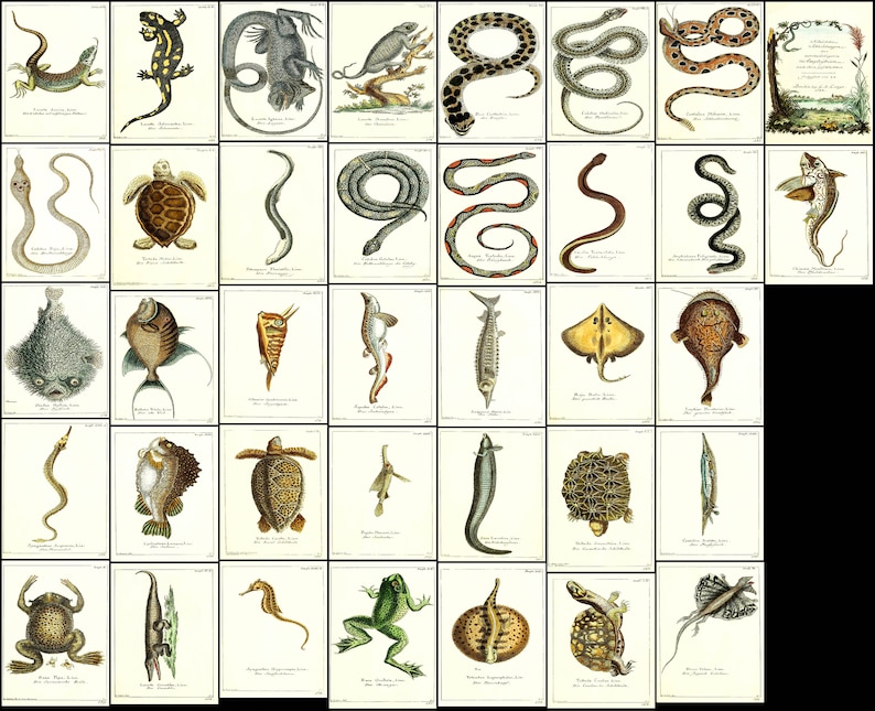 Amphibians Reptiles & Fish Illustration Plates Vintage Printable Wall ...