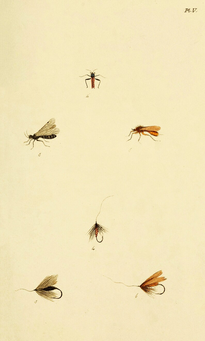 Fly Fisher's Entomology Vintage Trout Insect Illustrations | Image ...