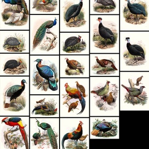 Gorgeous Pheasant Family Lithographs Vol 2 High Resolution Image ...