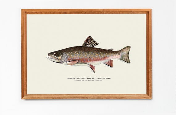Sunapee Trout