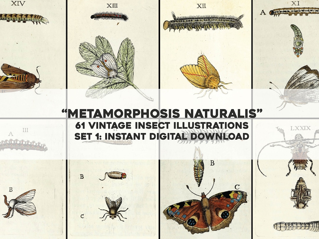61 Color Images From Natural Metamorphosis Set 1 | Insect Image Bundle ...